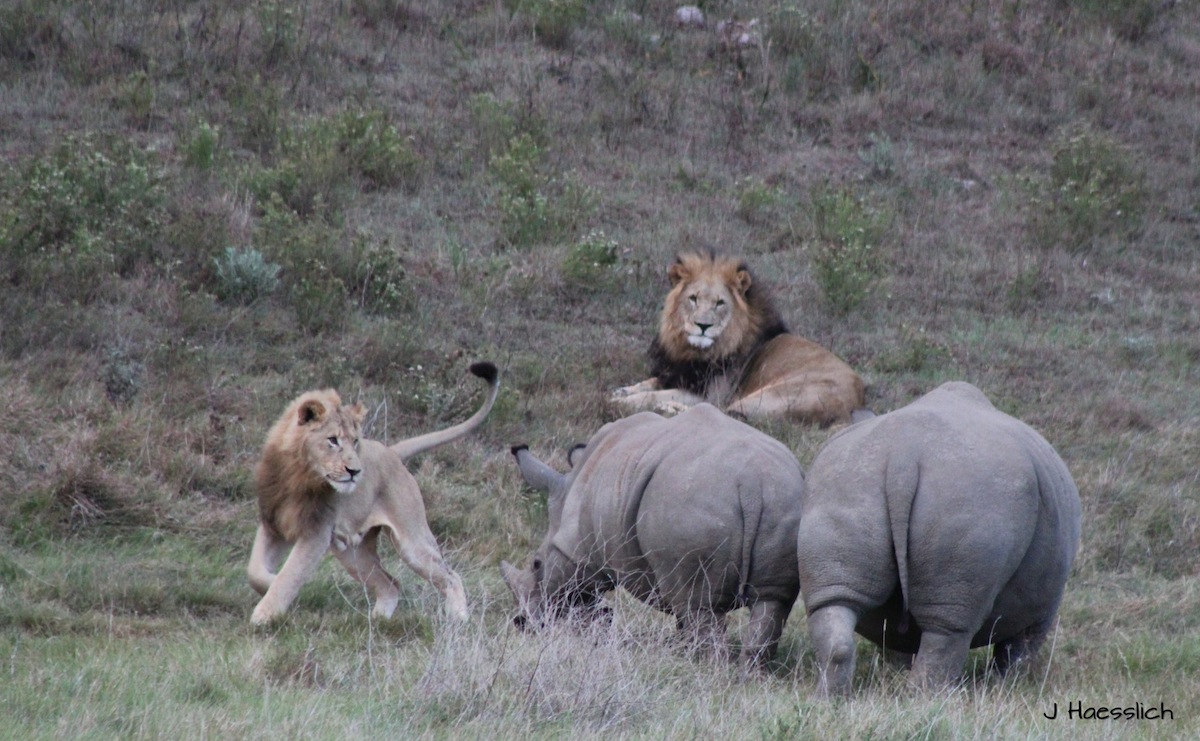White Rhino vs Lion Pride Video | Kariega Game Reserve
